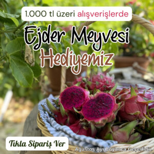 Avokadocu Ayşe | Avokado Satın Al | Avokado Satışı | Avakado Fiyatları ...