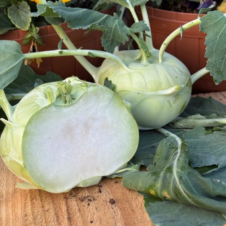 Taze Sebzeler | Avokadocu Ayşe