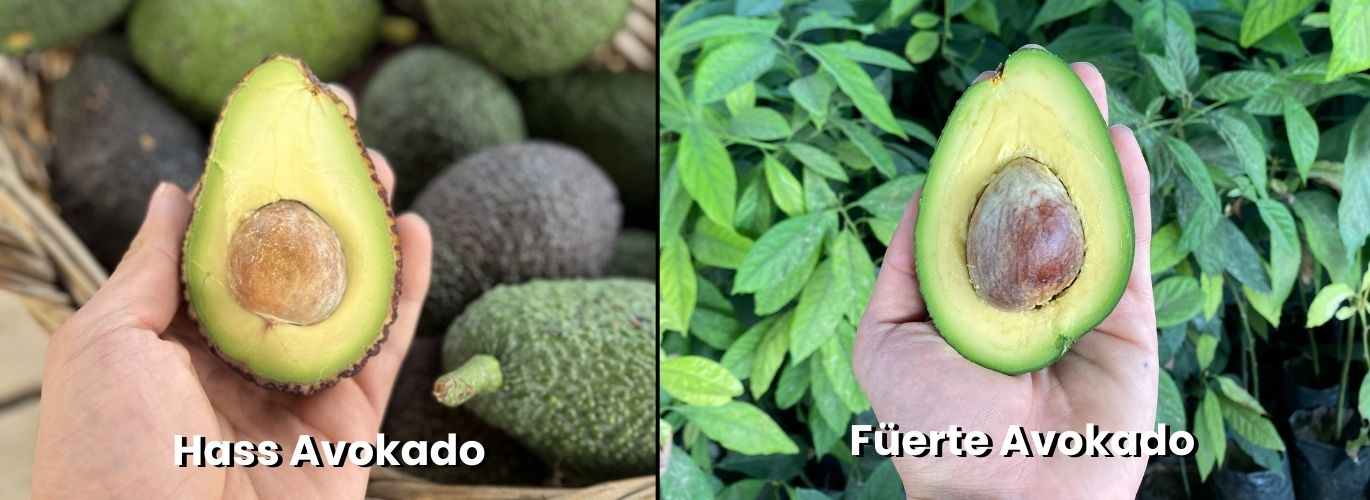 Hass Avokado vs. Füerte Avokado: Hangisi Daha İyi? | Avokadocu Ayşe