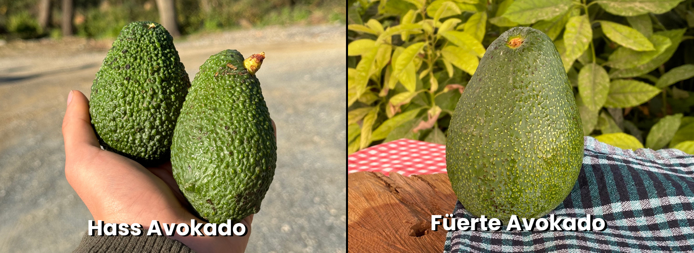 Hass Avokado vs. Füerte Avokado: Hangisi Daha İyi? | Avokadocu Ayşe
