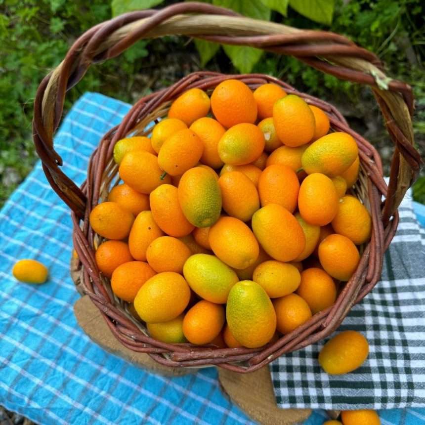 Kamkat (kumkuat) 500 gram | Avokadocu Ayşe