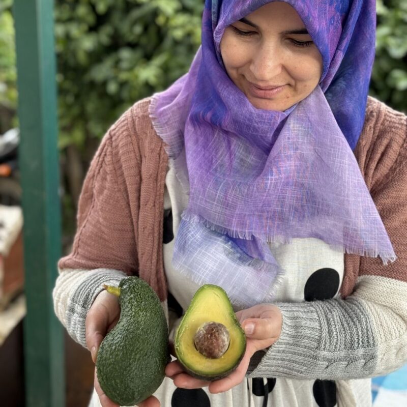 Büyük Boy Pinkerton Avokado 1 Adet | Avokadocu Ayşe Pinkerton Avokado ...