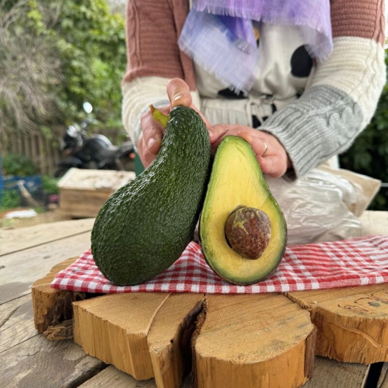 Büyük Boy Pinkerton Avokado 1 Adet | Avokadocu Ayşe Pinkerton Avokado ...