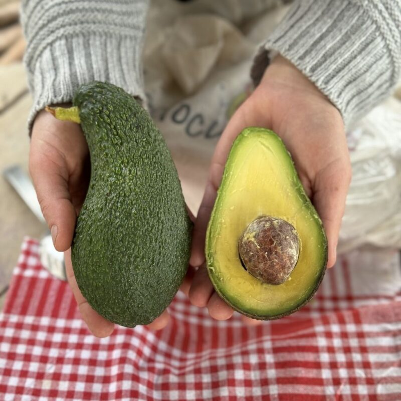 Büyük Boy Pinkerton Avokado 1 Adet | Avokadocu Ayşe Pinkerton Avokado ...